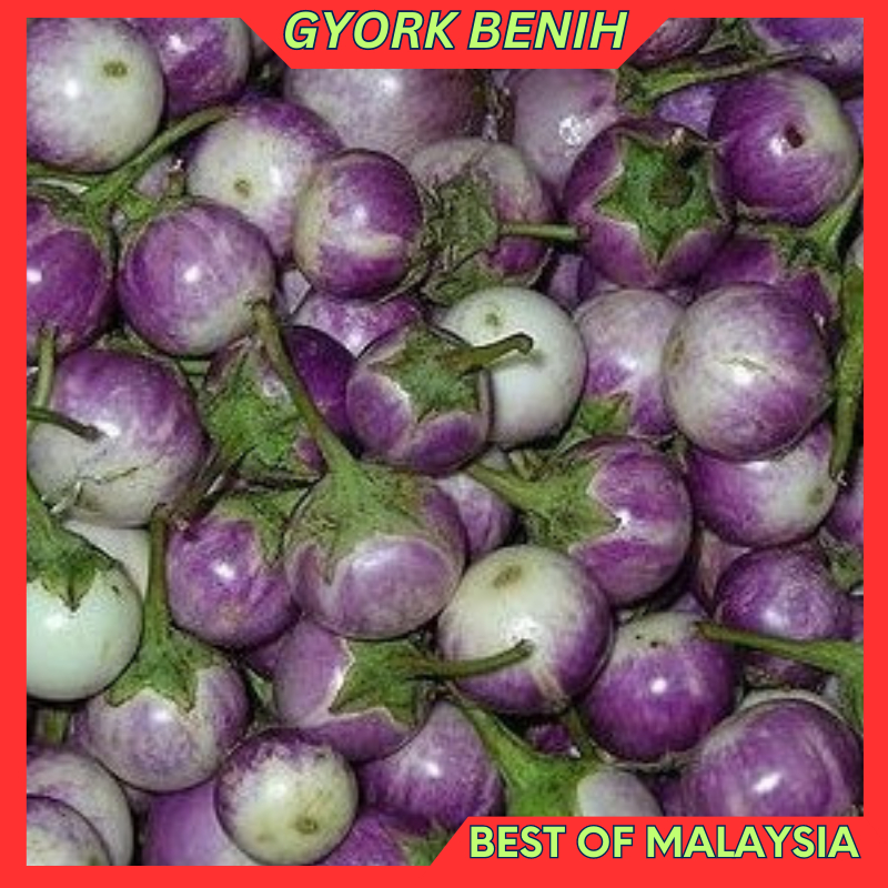 BENIH TERUNG BULAT UNGGU ULAM RAPUH - ULAM KAMPUNG | Shopee Malaysia