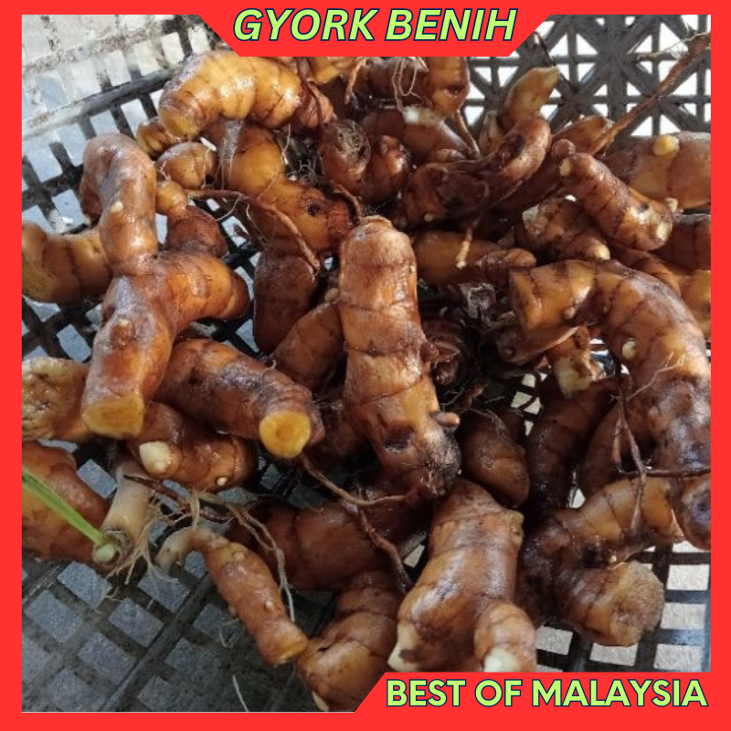 TEMU PAUH TEMU MANGGA TEMU ULAM | Shopee Malaysia