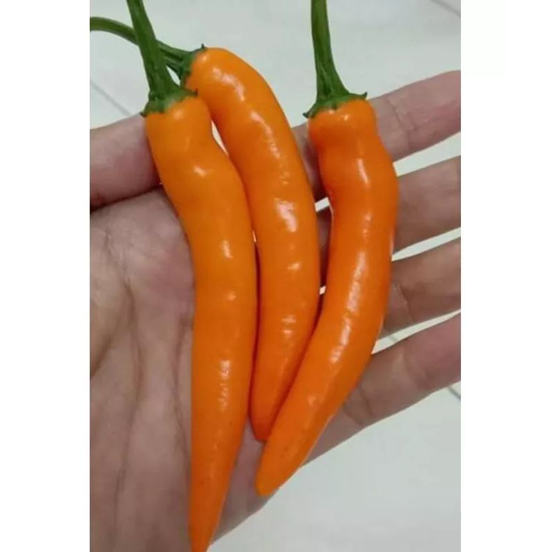anak pokok cili besar oren. 2 pilihan saiz | Shopee Malaysia