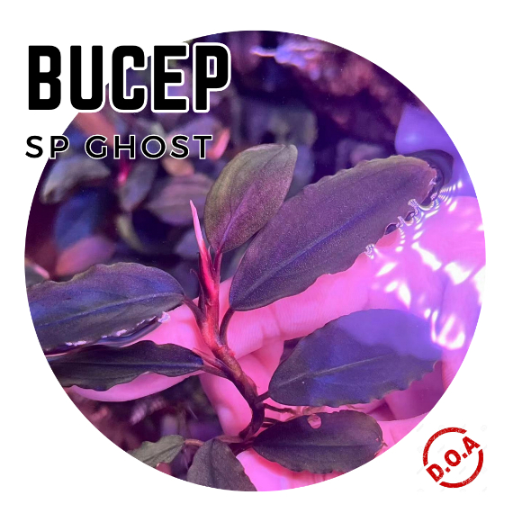 [Aquatic Plant] Bucephalandra Sp Ghost Broad Leaf Bucep Metallic Blue Submerged Rare Plants ...