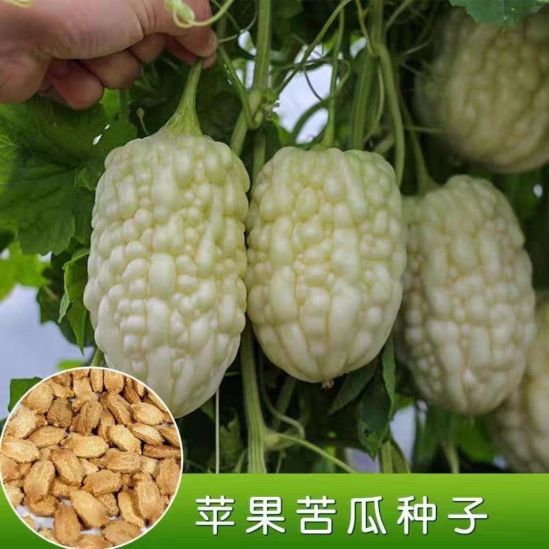 🌱2 Biji Benih🌱Taiwan Peria Epal Putih/Hijau 台湾白/绿苦瓜 | Shopee Malaysia