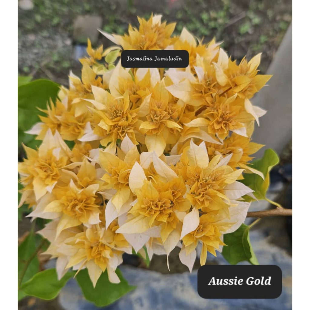 Bunga Kertas Bougainvillea Aussie Gold Shopee Malaysia