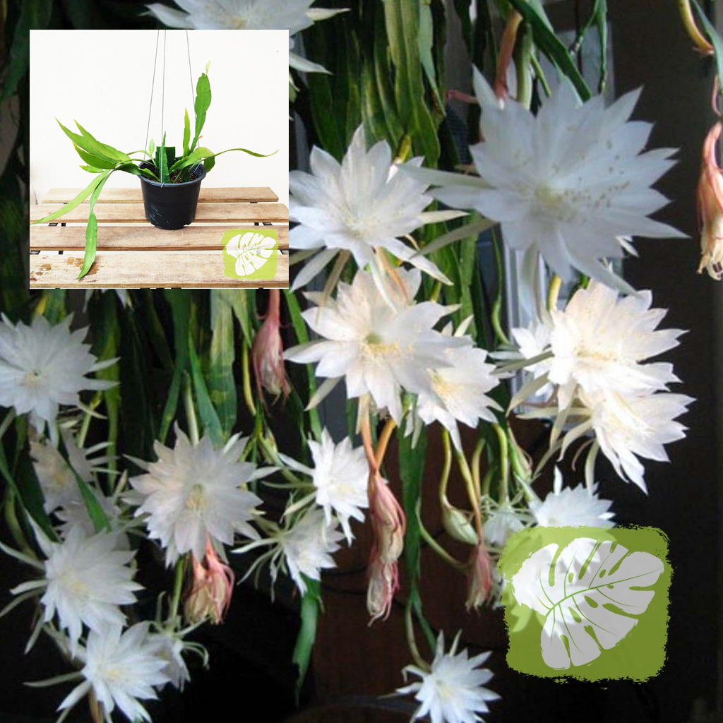 Epiphyllum Pumilum Bakawali Mini Warna Putih Berseri 细叶昙花 IOB | Shopee ...