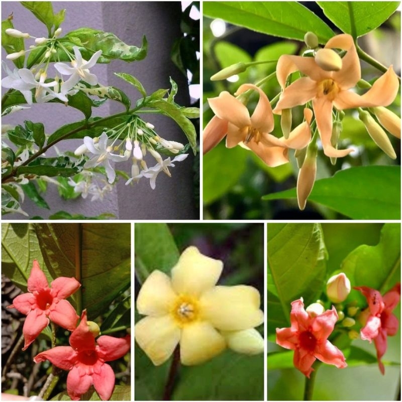 Pokok Bunga Jeliti Wrightia sp daun Batik bunga kuning mok nuan putih ...
