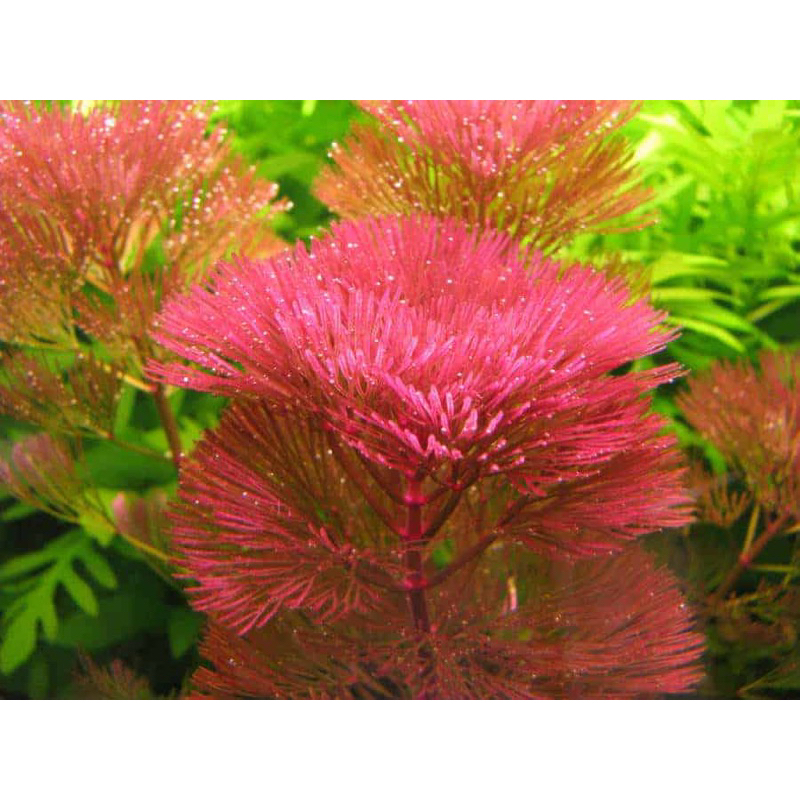 Red Cabomba Furcata (Submerged 1Stem) | Shopee Malaysia