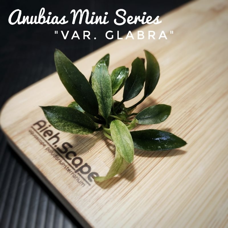 Anubias Mini Series: Petite, Glabra, Golden Mini, MiniCoin, DarkJade ...