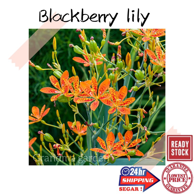 (GG real plant) blackberry lily ^ pokok leopard belamcanda Chinensis ...