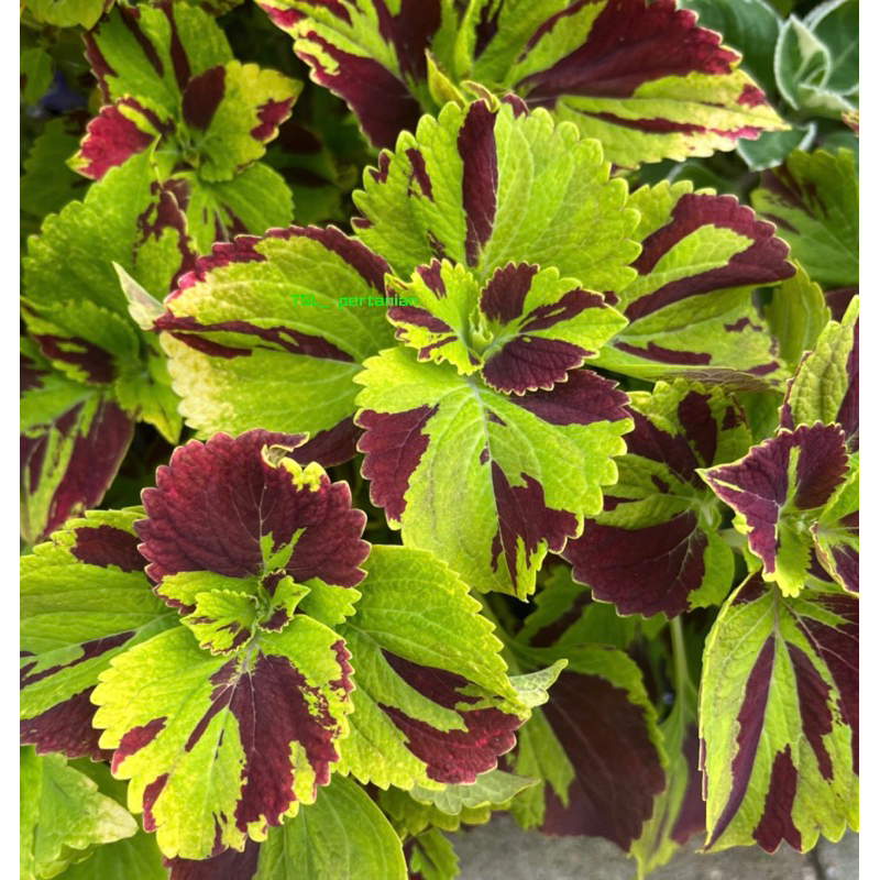 ( 7 ) Pokok Bunga Ati-ati Viral / Ati-ati Berakar Cantik Dan Berkhasiat ...