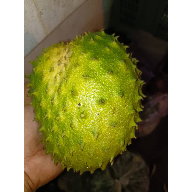 1KG +/- BUAH DURIAN BELANDA | DURIAN BELANDA | DURIAN SELAK | Shopee ...
