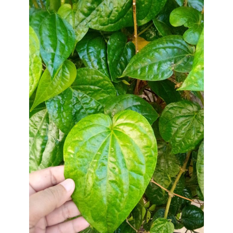 Daun sireh dn keratan pokok sireh | Shopee Malaysia