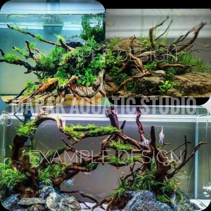 Submerged Driftwood Aquascape Akar Senduduk | Shopee Malaysia