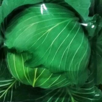 10 biji benih KOBIS BULAT CABBAGE seeds tahan panas | Shopee Malaysia