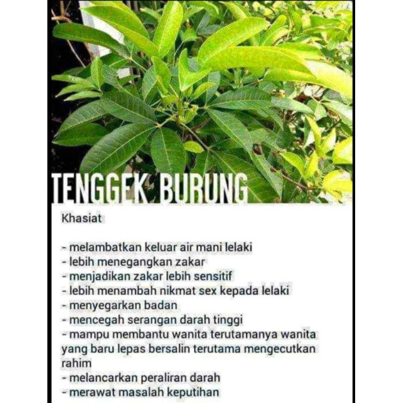 ANAK POKOK ULAM TENGGEK BURUNG/CABANG TIGA | Shopee Malaysia