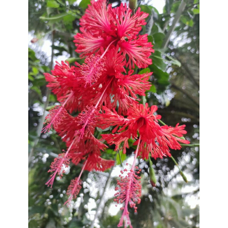 pokok bunga raya zaman dulu - dulu. | Shopee Malaysia