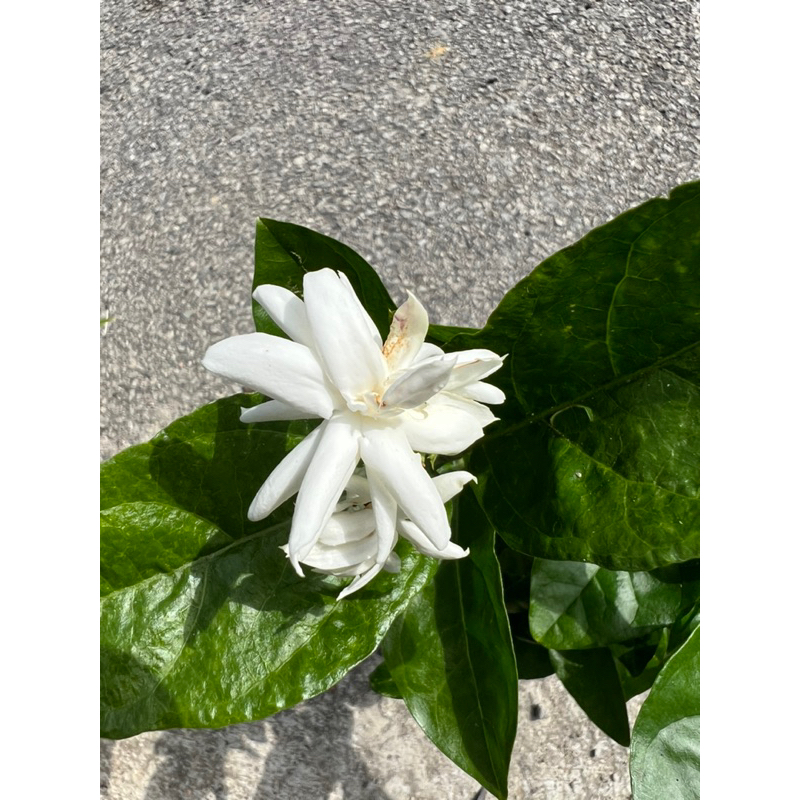 Melur Bunga Tajam Bau Wangi - Bell of India | Shopee Malaysia