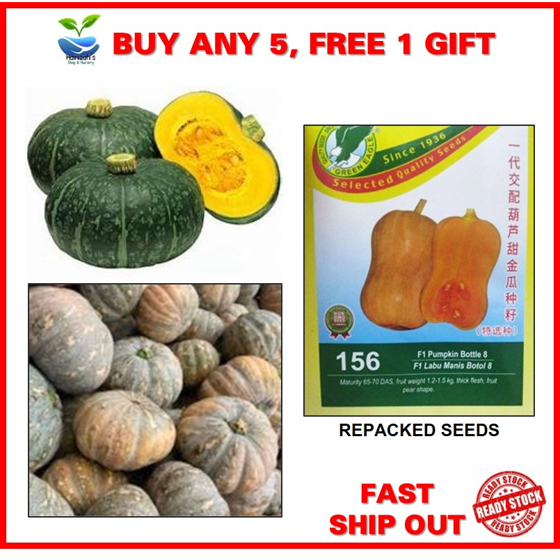 2-3 biji benih LABU BESAR MANIS F1/ BOTOL 8/ BUTTERNUT/ JEPUN/ Squash ...
