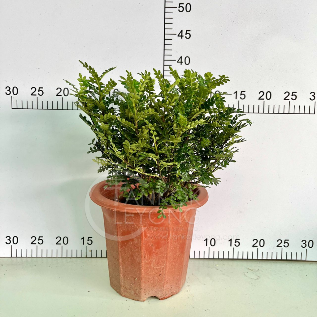 TKL - Big Size Japanese Pepper Tree Zanthoxylum Piperitum Live Bonsai ...