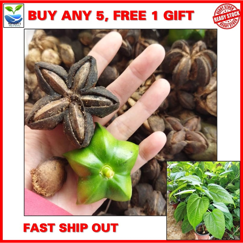 BIJI BENIH / ANAK POKOK Sacha Inchi sacha inci peanut, Inca nut, kacang ...