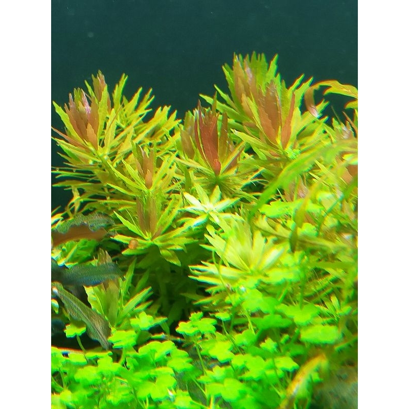 Limnophila Aromatica MINI 4STEM (Submersed) | Shopee Malaysia