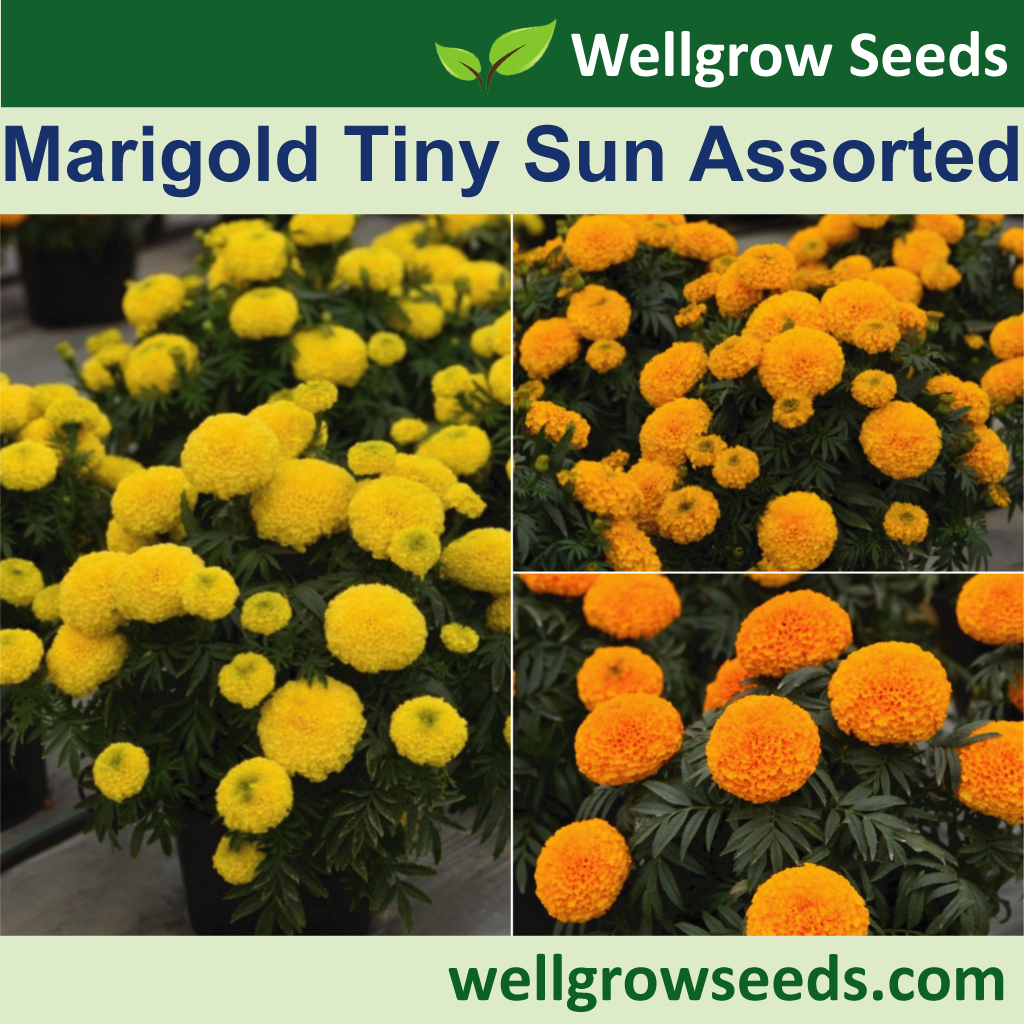 Marigold Tiny Sun Assorted (12-100sds) Marigold African Flower Seeds ...
