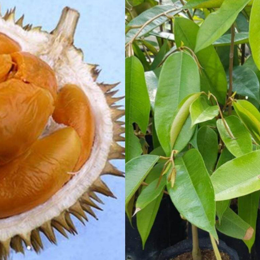 ANAK POKOK DURIAN DURI HITAM Tinggi 2.5 kaki | Shopee Malaysia