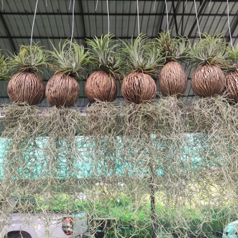 ionantha and tillandsia usneoides spanish moss tie on coconut good for ...