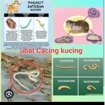 Ubat Cacing Kucing atau anak kucing | Shopee Malaysia
