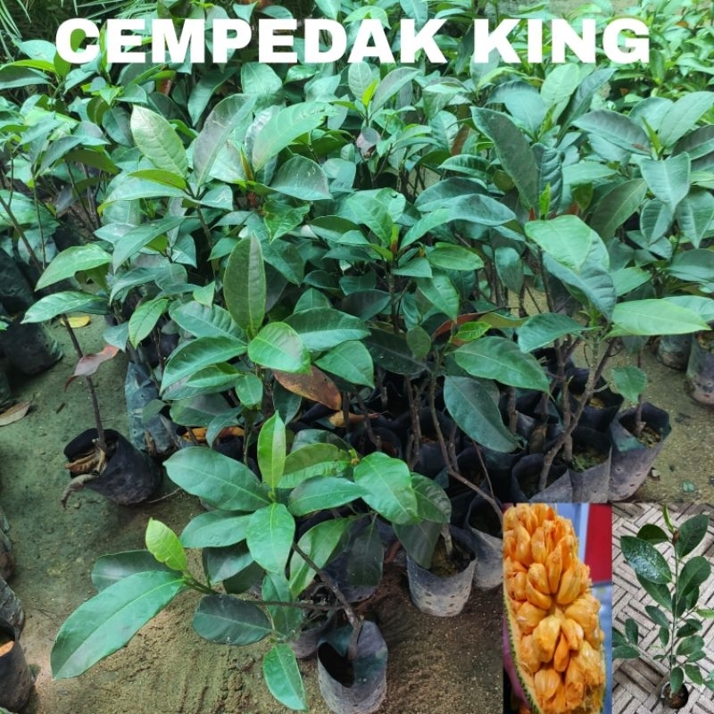 POKOK CEMPEDAK KING THAILAND MURAH READY STOCK | Shopee Malaysia