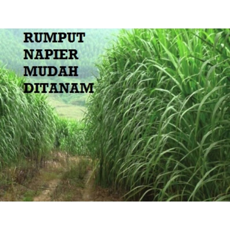 BENIH RUMPUT NAPIER(200biji) | Shopee Malaysia