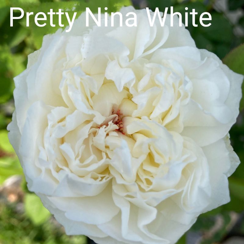 pokok ros ID saiz besar tahan panas, ros siam, ros kampung, English ...