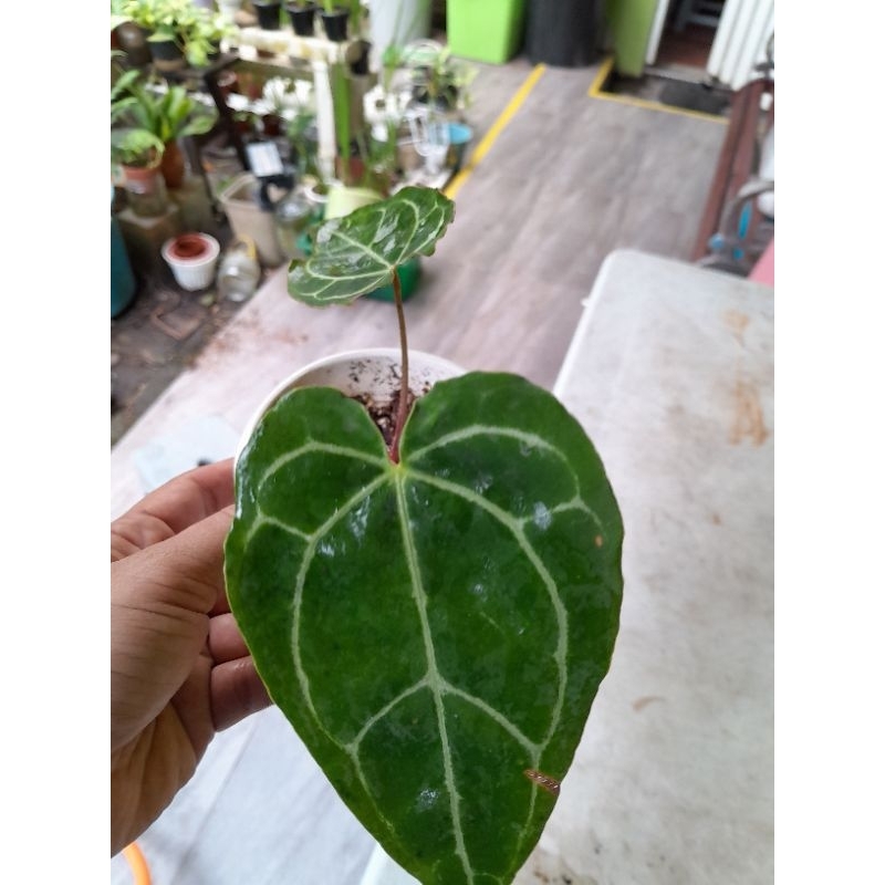 pelbagai pokok separa redup/indoor,money plant,philodendron,alokasia ...