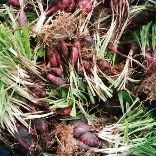 4 Keratan Cuttings Rizom/ Bawang Dayak Dayak Onion 小红葱 独脚丝茅 穷人田七 ...