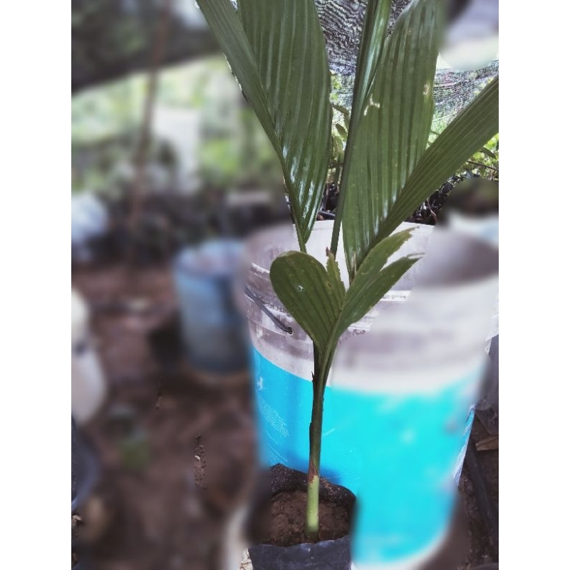 Anak pokok pinang kampung polibeg | Shopee Malaysia