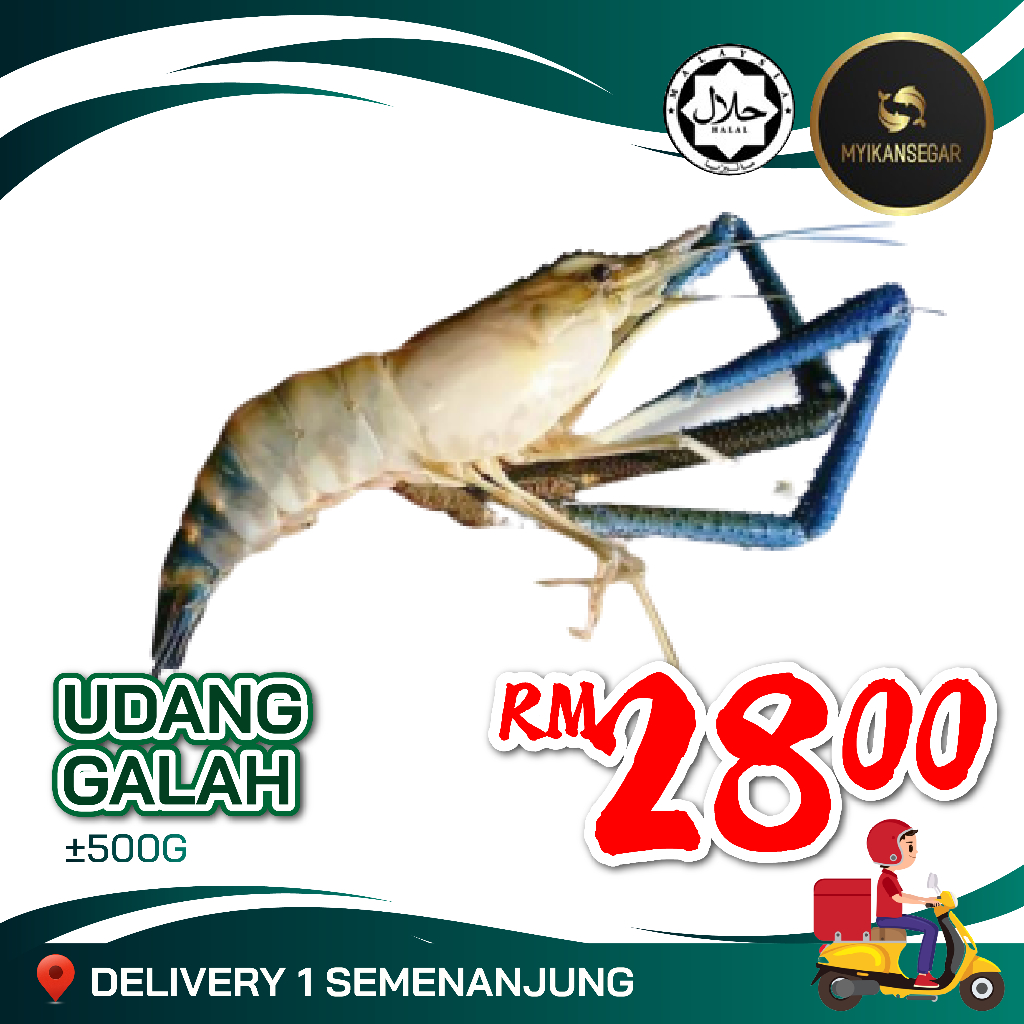 UDANG GALAH (500G/1KG) UDANG GALAH FROZEN FOOD UDANG SEAFOOD FROZEN ...