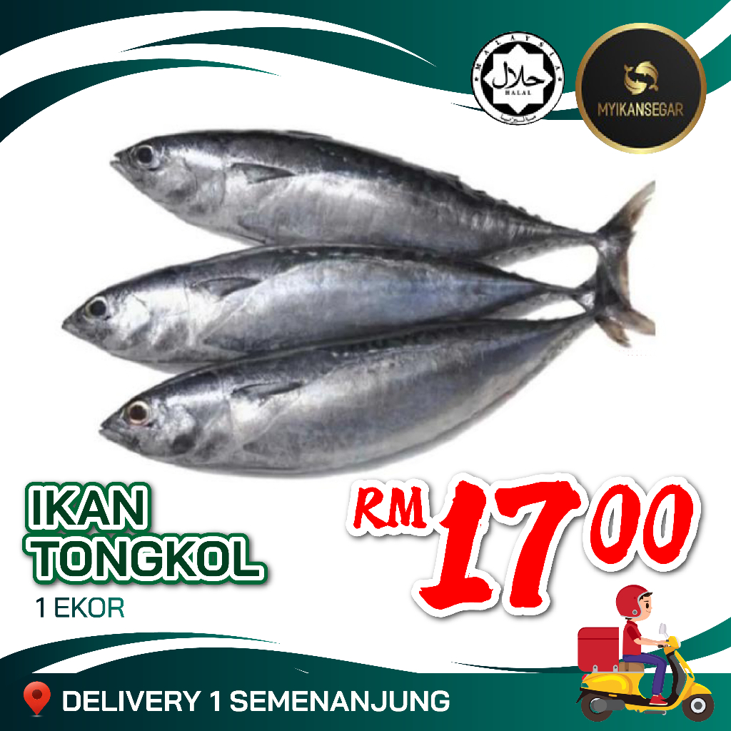 IKAN TONGKOL HITAM 1 EKOR (SIAP SIANG & CUCI) IKAN SEGAR IKAN MURAH ...