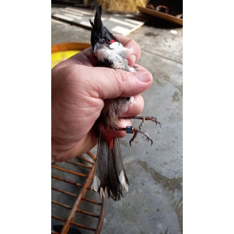 Ring Burung Merbah Jambul@Candik(1 Biji) | Shopee Malaysia