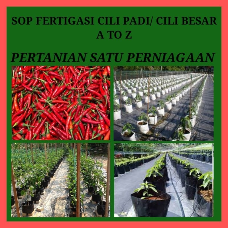 SOP Tanaman Cili Bara Dan Cili Besar | Shopee Malaysia