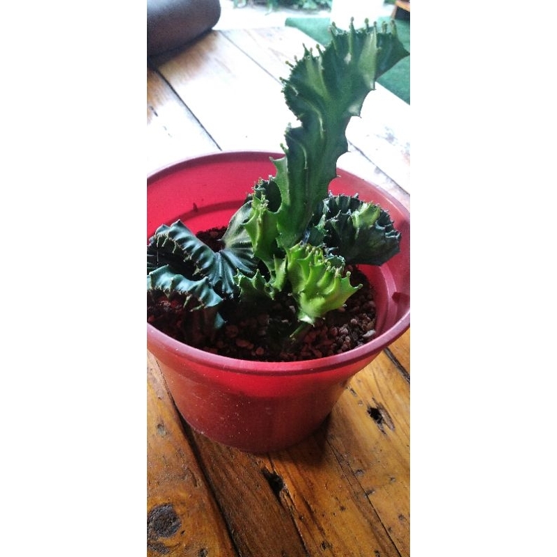 Cactus Euphorbia lactea f. cristata in 15cm diameter pot | Shopee Malaysia