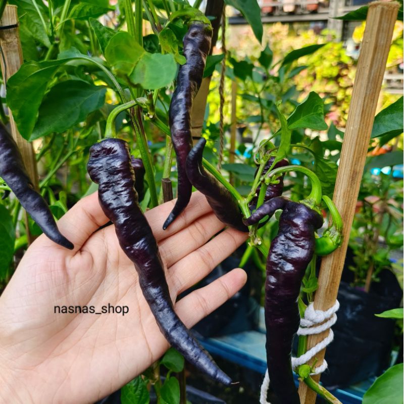 Benih Cili Hitam Panjang 10pcs Long Black Chili Seeds Chilli Seed Vege ...