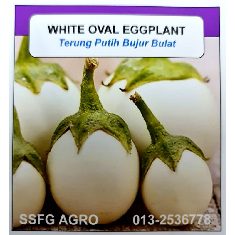 Biji Benih Terung Putih Bujur Bulat (20 Biji) | Shopee Malaysia