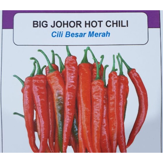 BENIH CILI BESAR KULAI (35 Biji) | Shopee Malaysia