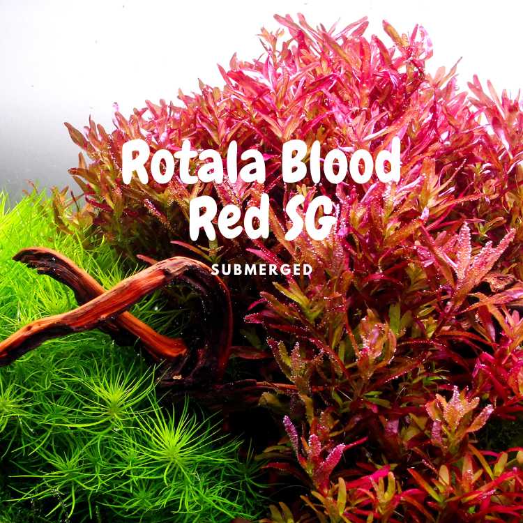 [Aqua Nature] Freshly Trimmed Rotala Rotundifolia Blood Red Singapore ...