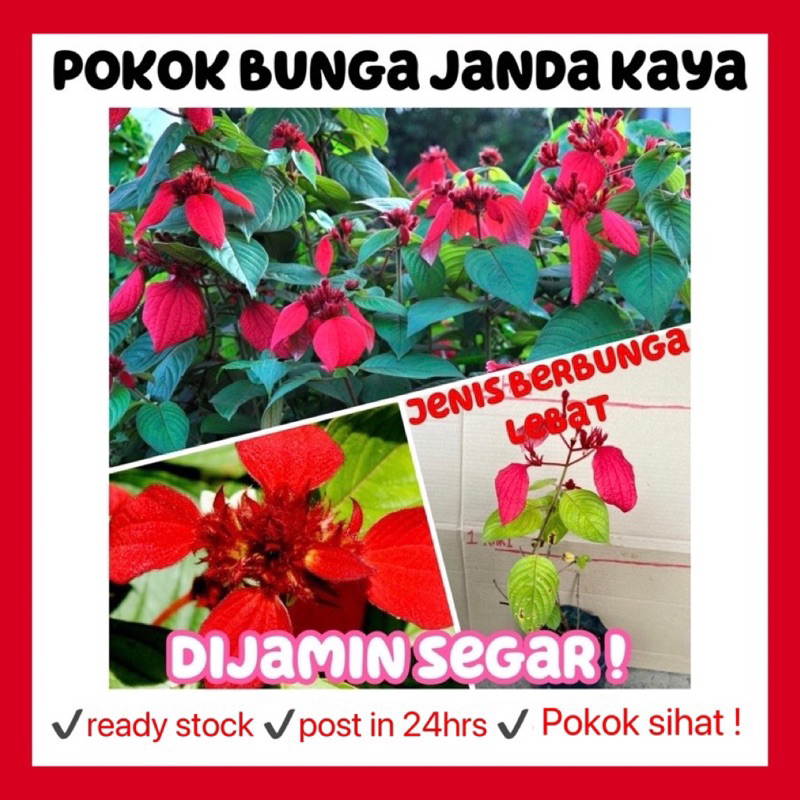 Rina • pokok bunga janda kaya merah • mussaenda erythrophylla red ...