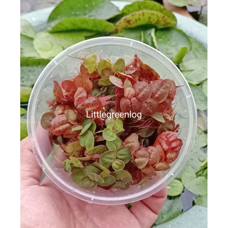 Red Root Floater (Phyllanthus fluitans)/Floating plant/Aquarium water ...