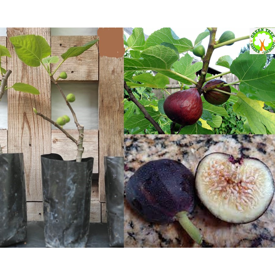 Fruit Tree - Iragi Fig Fruit Tree / Black Jack Fig Fruit Tree 无花果树苗 for ...