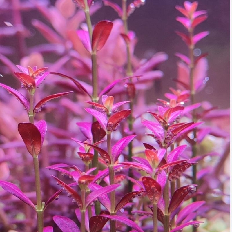 Rotala Ramosior Florida 7 stem | Shopee Malaysia