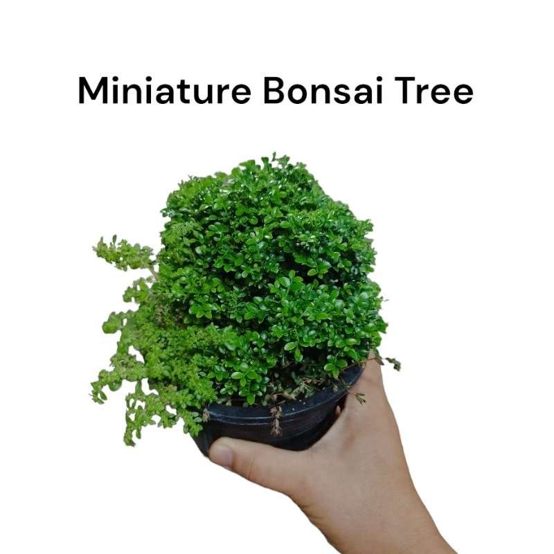 Drawf Bonsai Jasmine tree (kemuning mini) pokok hidup | Shopee Malaysia