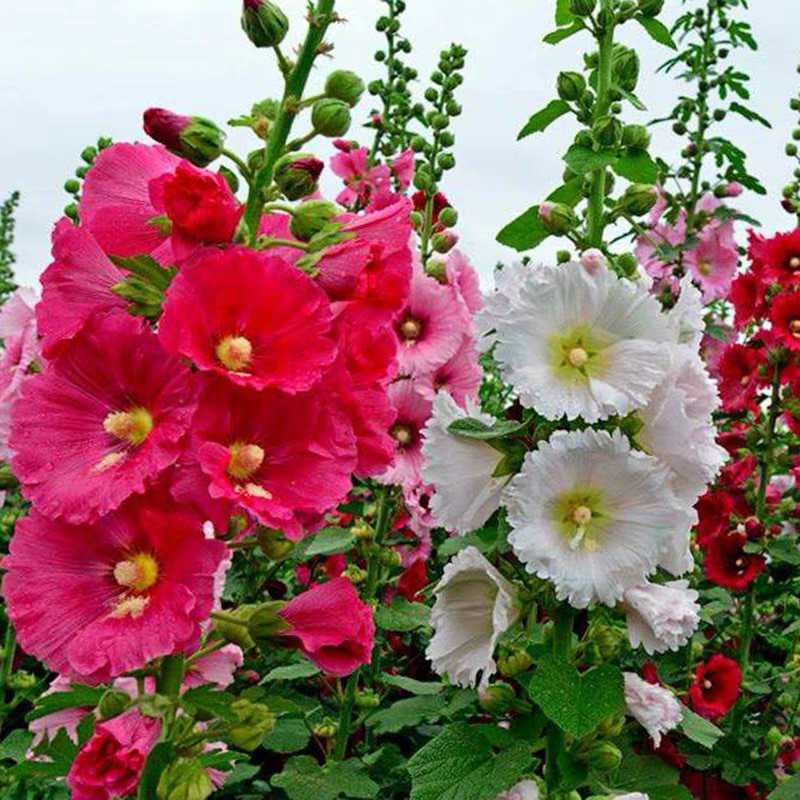 50Biji Benih Bunga Hollyhock Mix Colour Flower seeds hollyhock花种子 蜀葵 ...