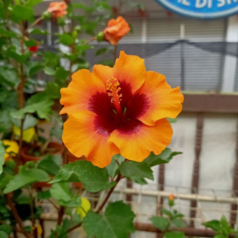 Bunga raya cantik Hibiscus rosa-sinensis | Shopee Malaysia