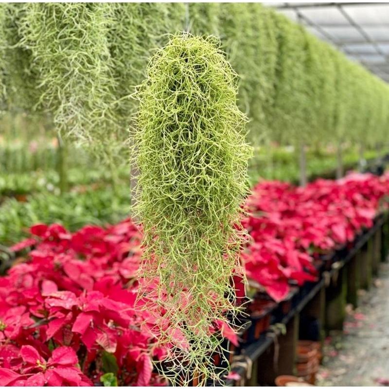 CP🍃 Tillandsia Usneidos Janggut Adam Spanish Moss (penapis udara ...